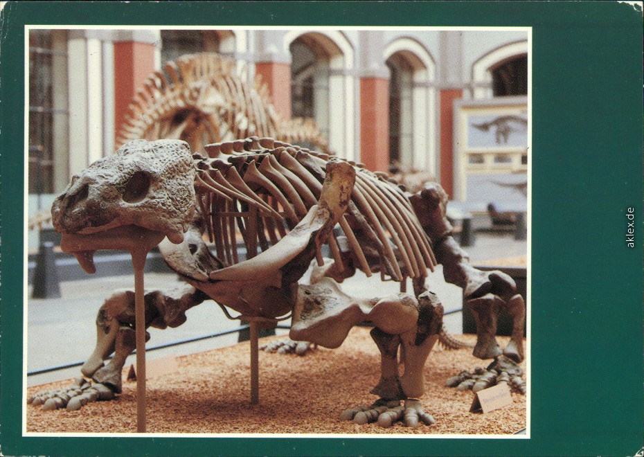 Museum für Naturkunde: Bradysaurus baini :: Mitte-Berlin ...